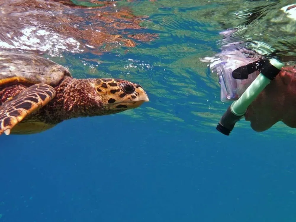 The Turtle Hive Maldives - Velaavani Dhiffushi - Maldives