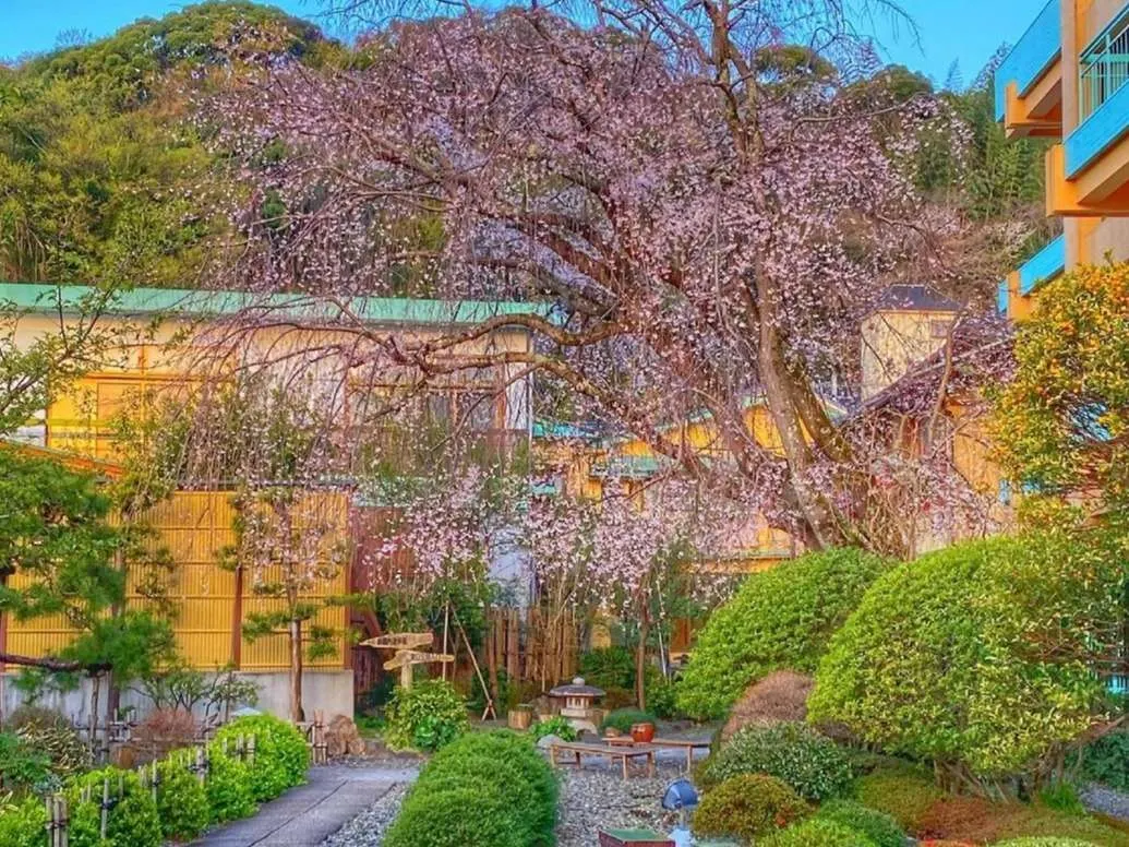 Kobonoyu Kona Honten - Izunokuni