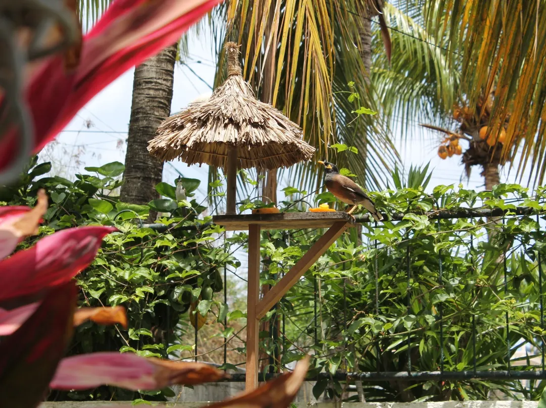 Auberge Miko - Mauritius