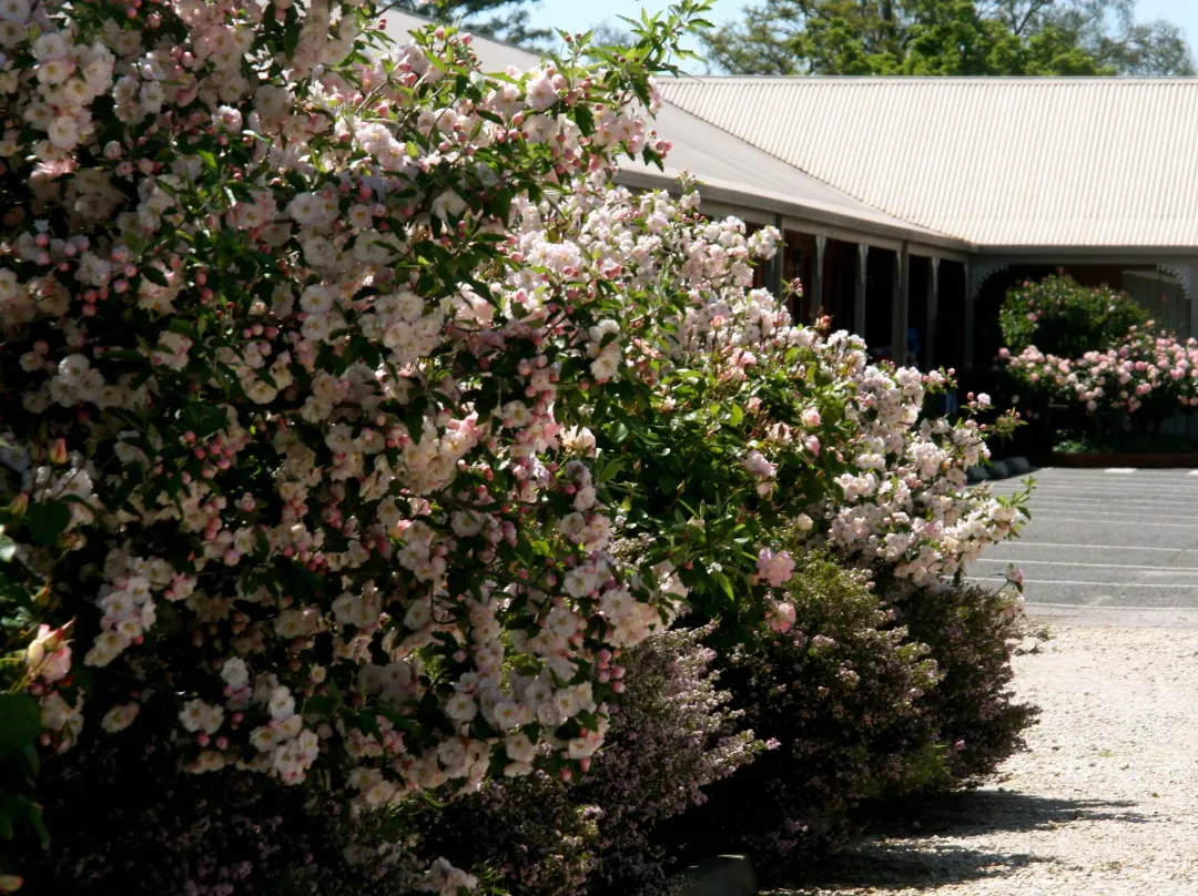Wine Village Motor Inn - Rutherglen