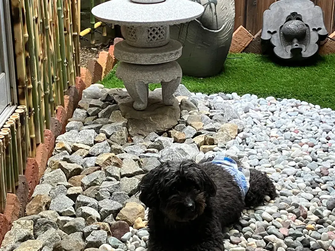 Sumika  Stay With Dog. - Marugame