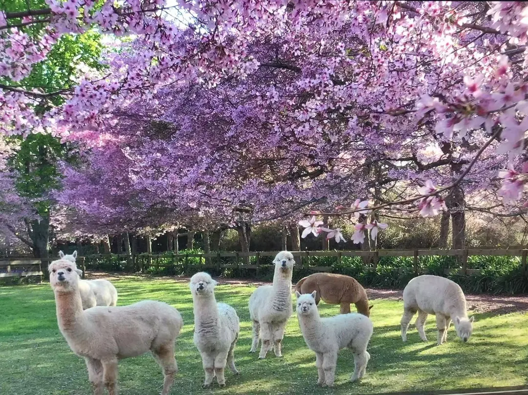 English Cherry Tree Manor - New Zealand
