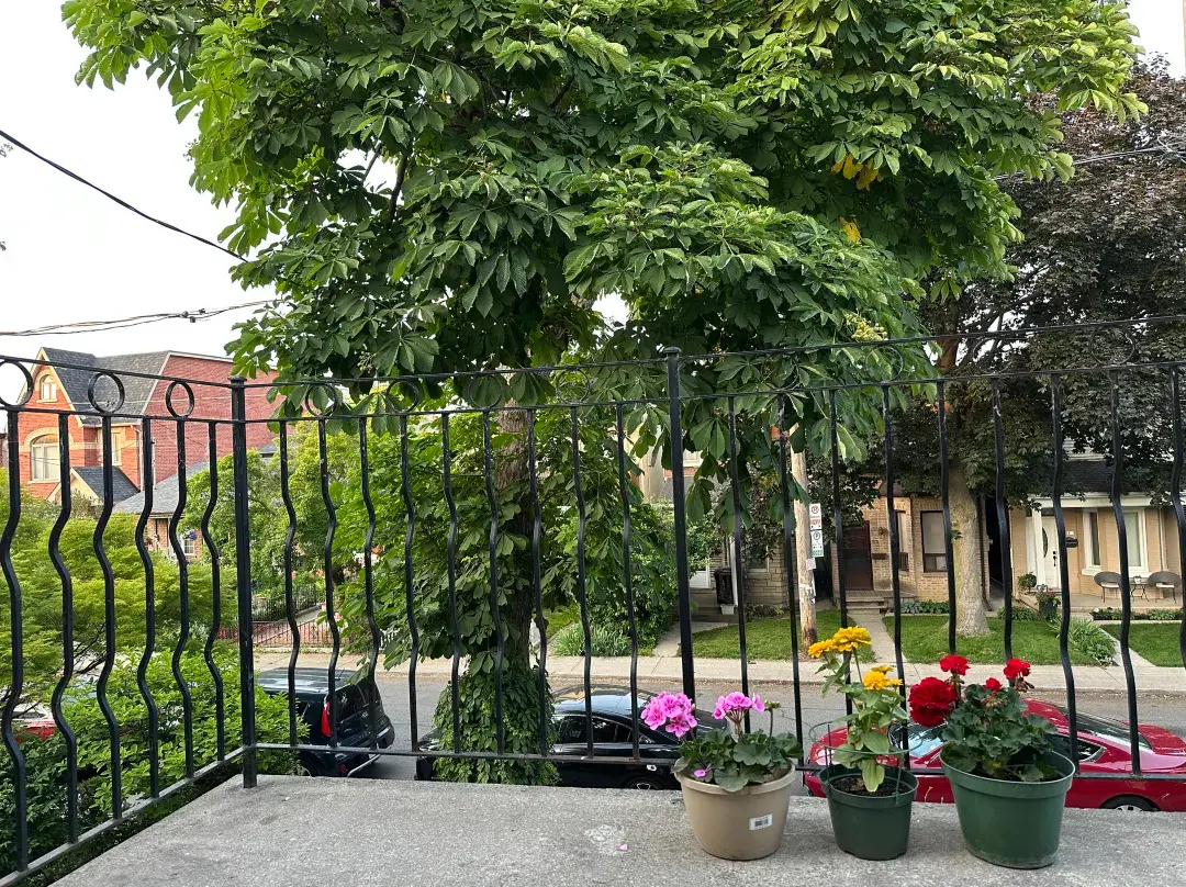 Maple Grove Cottage - Mississauga