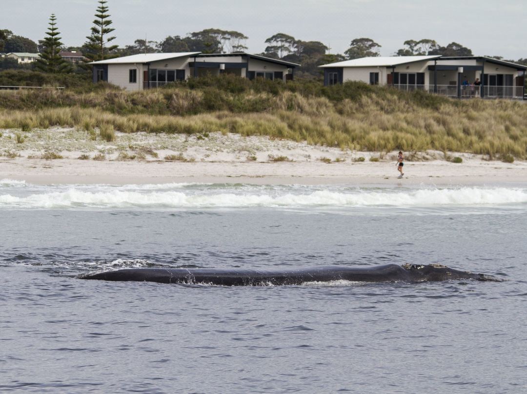 Big4 Middleton Beach Holiday Park - Albany